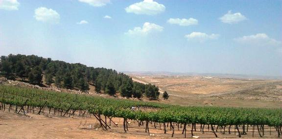 Top Israel Wine Regions